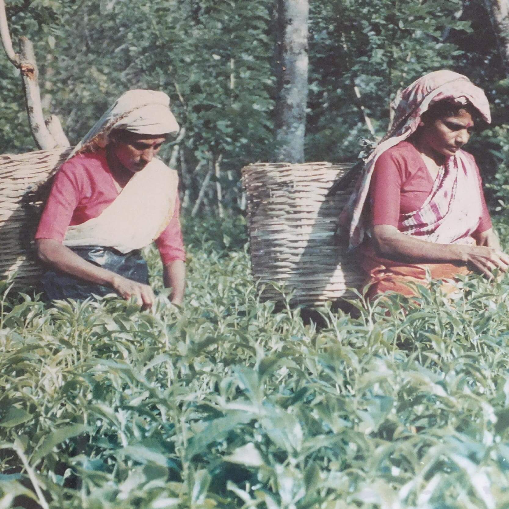Story of Ceylon Tea - Ceylon Tea