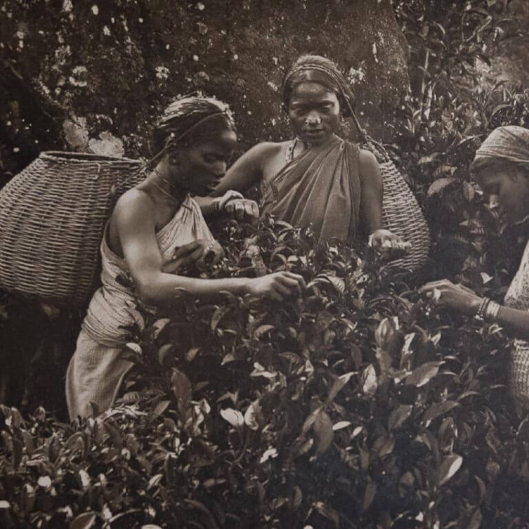 Story of Ceylon Tea - Ceylon Tea