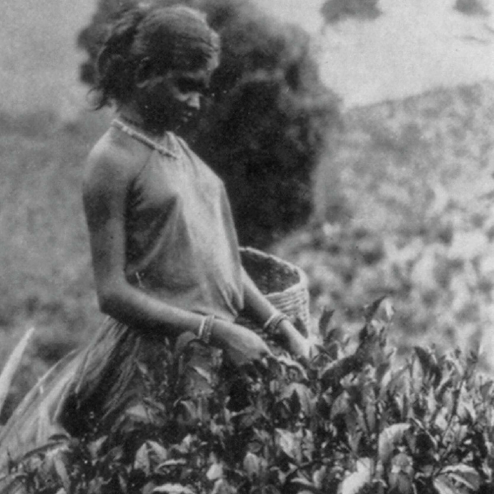 Story of Ceylon Tea - Ceylon Tea