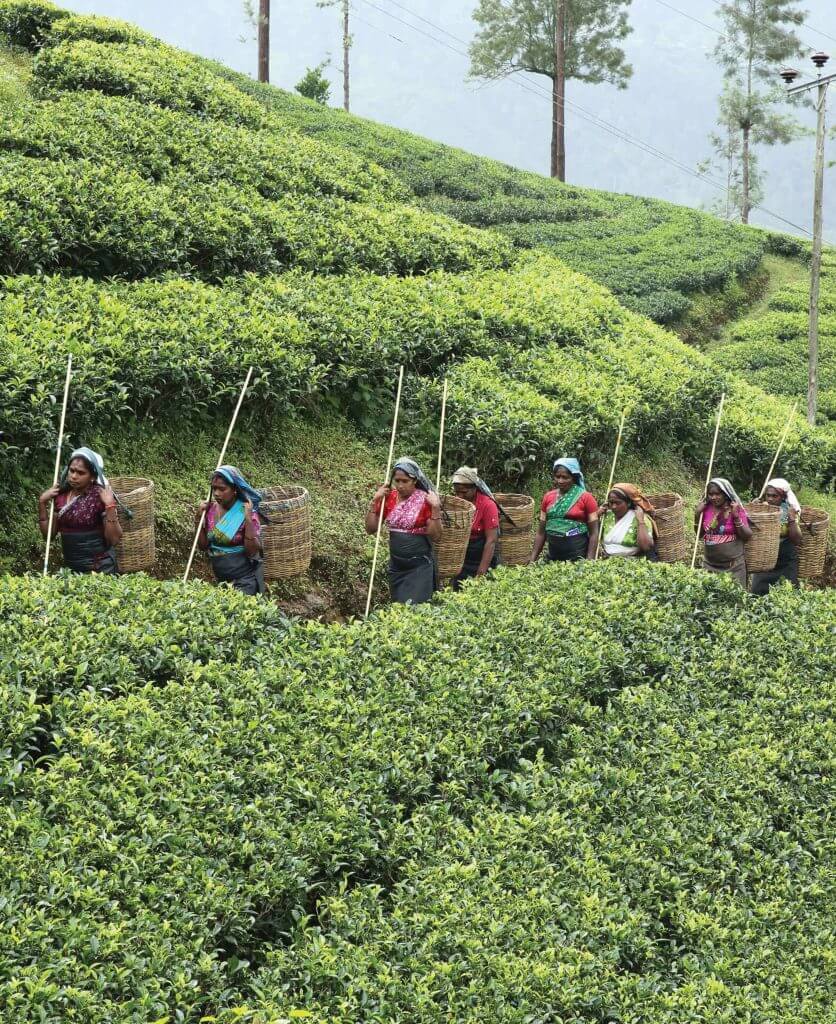 Production & Detailed Process - Ceylon Tea