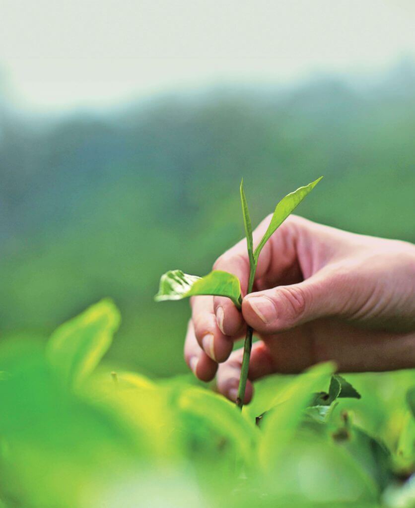 Production & Detailed Process - Ceylon Tea