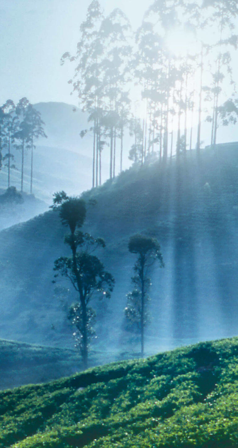 Production & Detailed Process - Ceylon Tea